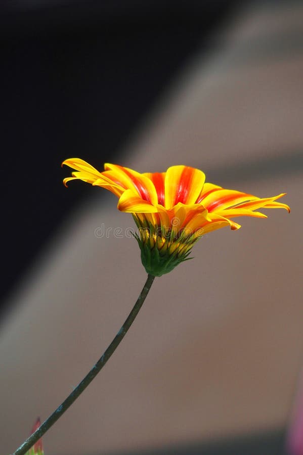 Facing the sun. stock photo. Image of daisy, stripes - 93327098