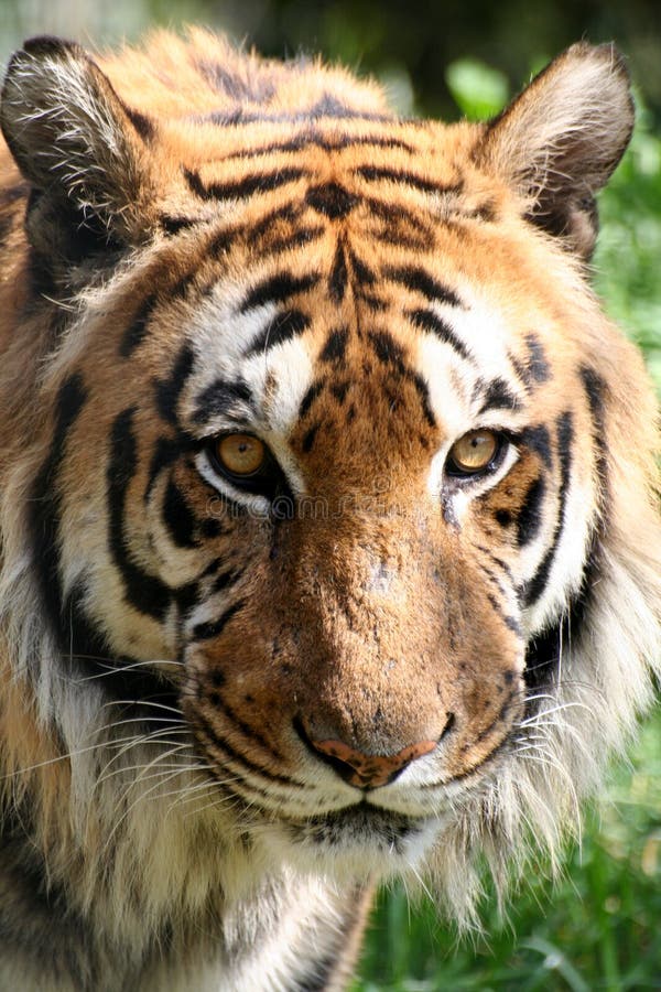Facing Tiger stock photo. Image of look, wild, face, india - 10726616