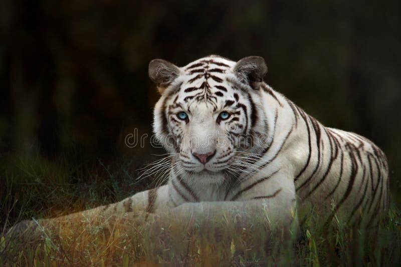 203 Tiger Facing Camera Stock Photos - Free & Royalty-Free Stock Photos ...