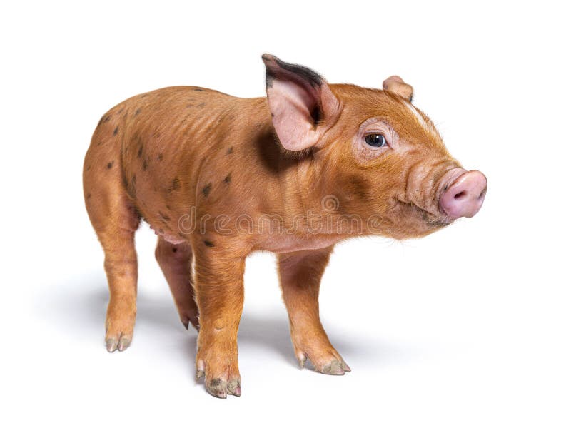 Facing Young Pig Looking at the Camera Mixedbreed, Isolated Stock Image ...