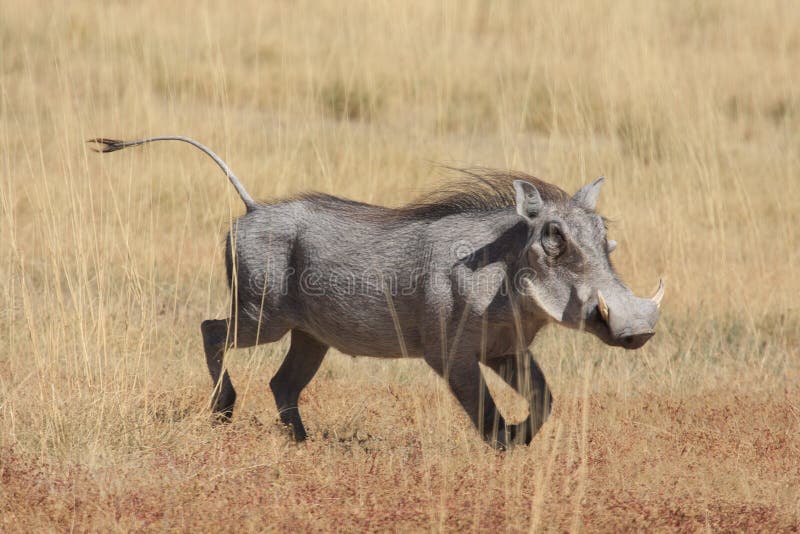Facocero fotografia stock. Immagine di avorio, savanna - 32846448