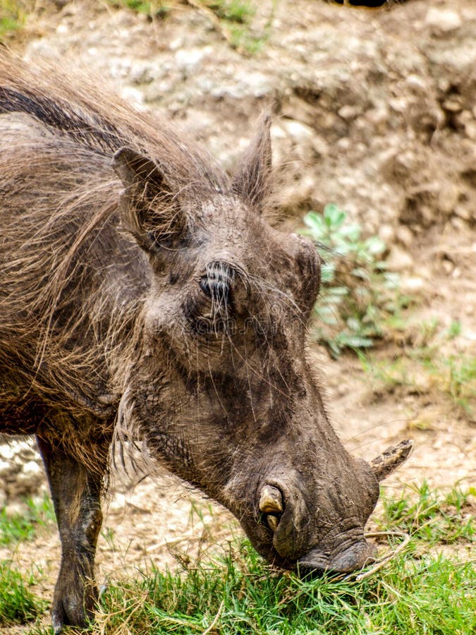 Testa di facocero immagine stock. Immagine di savanna - 36218515