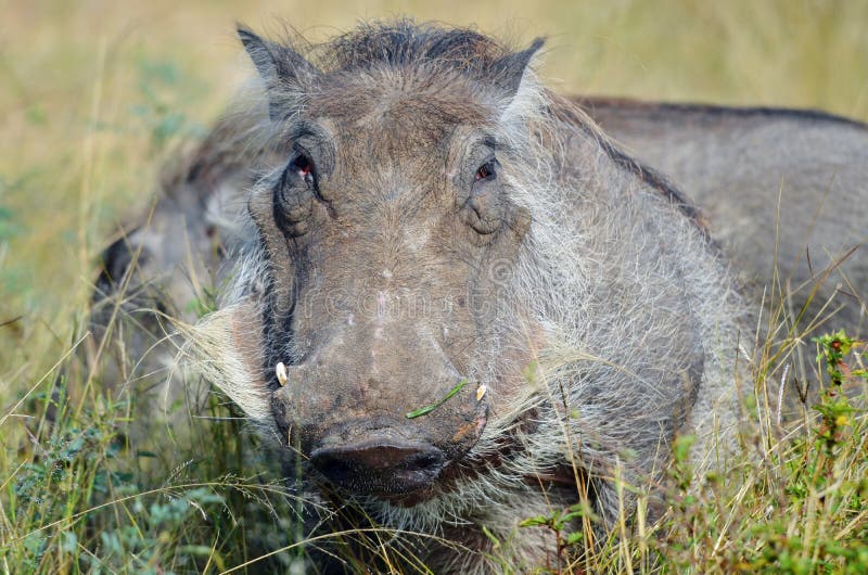 Facocero (africanus Del Phacochoerus) Immagine Stock - Immagine di ...