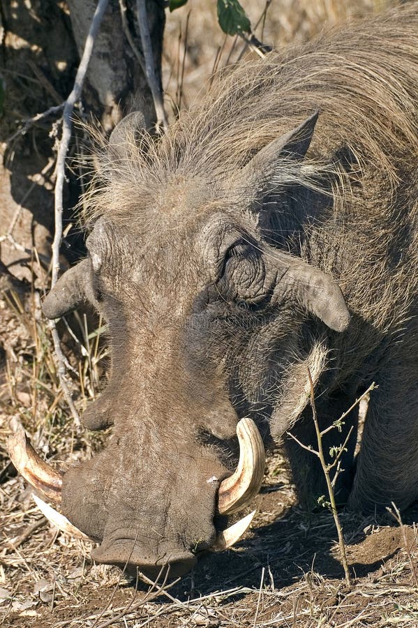 Facocero (africanus Del Phacochoerus) Immagine Stock - Immagine di ...