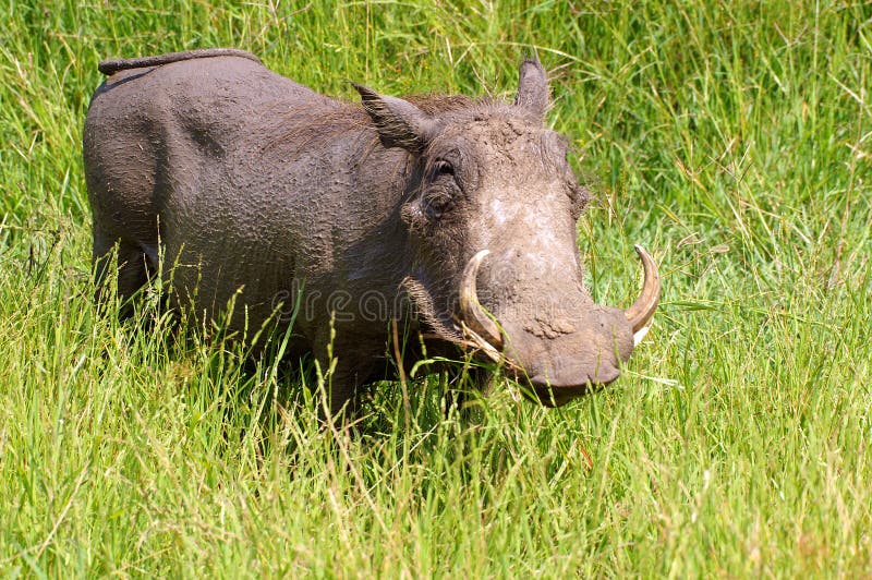 Cuccioli Di Facocero (Phacochoerus Africanus) Che Si Nutrono Immagine ...