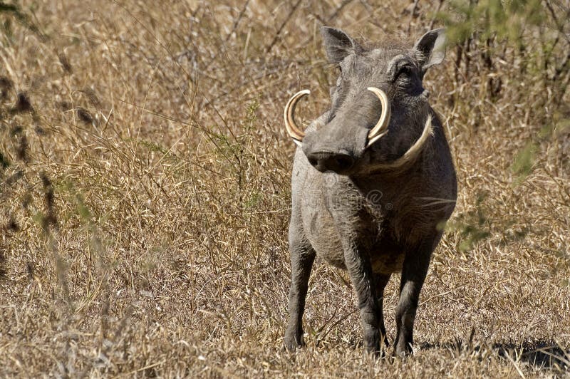 Funzionamento Di Facocero (africanus Del Phacochoerus) Fotografia Stock ...