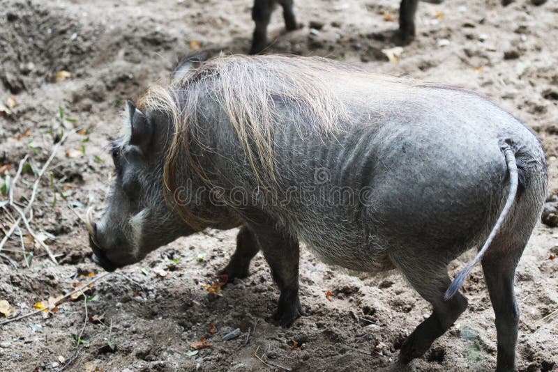 Facocero Comune, Africanus Del Phacochoerus Fotografia Stock - Immagine ...