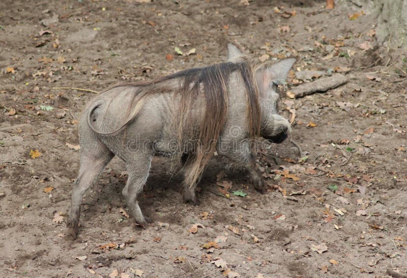 Facocero Comune, Africanus Del Phacochoerus Immagine Stock - Immagine ...