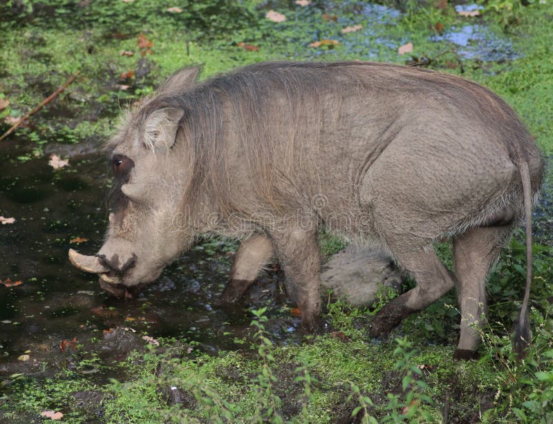 Facocero Comune, Africanus Del Phacochoerus Immagine Stock - Immagine ...