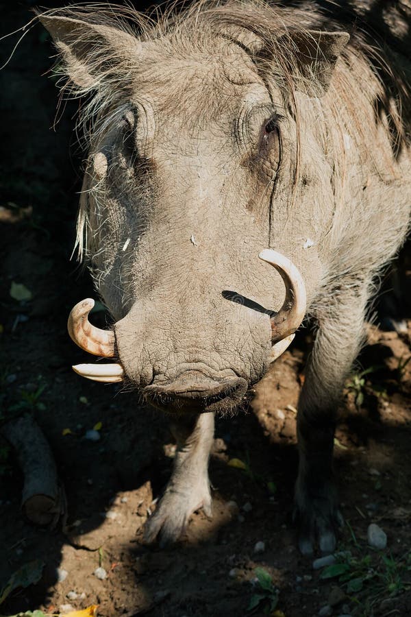 Africanus Comune Del Phacochoerus Di Facocero Nei Cespugli Della ...