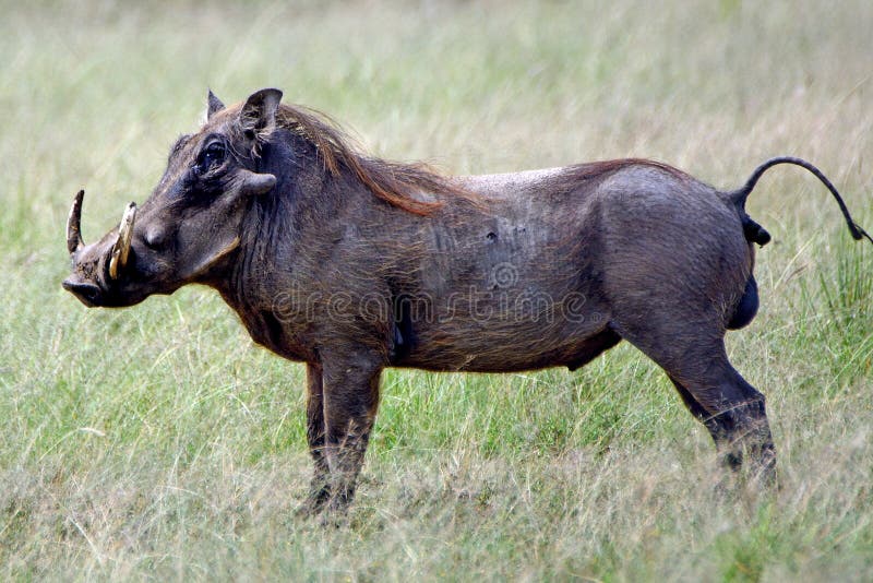 Facocero Nella Riserva Di Caccia Di Selous Fotografia Stock - Immagine ...