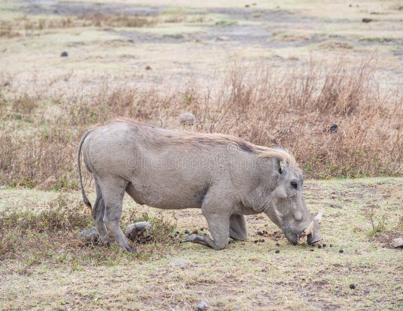 Facocero in Ngorongoro, Tanzania Immagine Stock - Immagine di ...