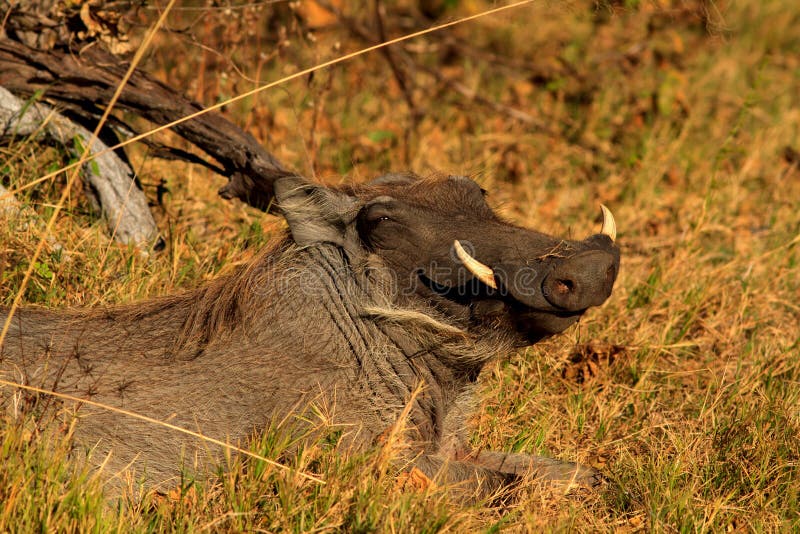 Facocero Foto Stock - Download 2,580 Royalty Free Photos