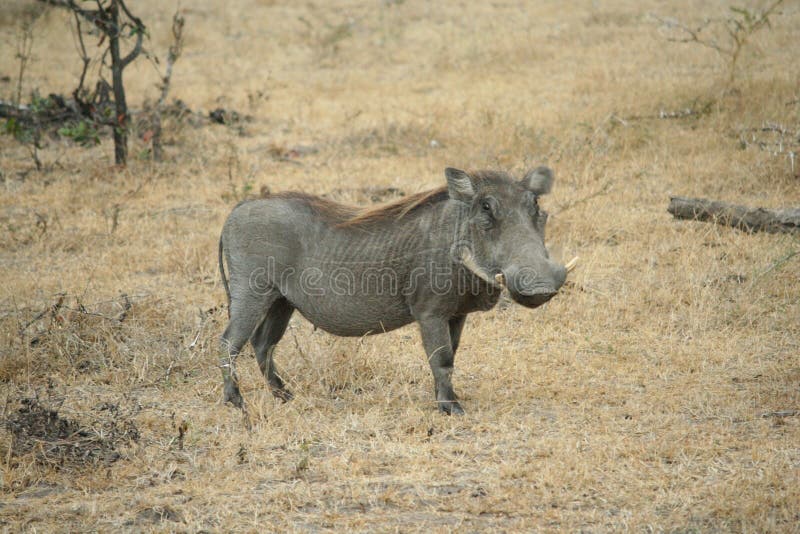 Facocero in Tanzania stock photo. Image of nature, park - 8280320
