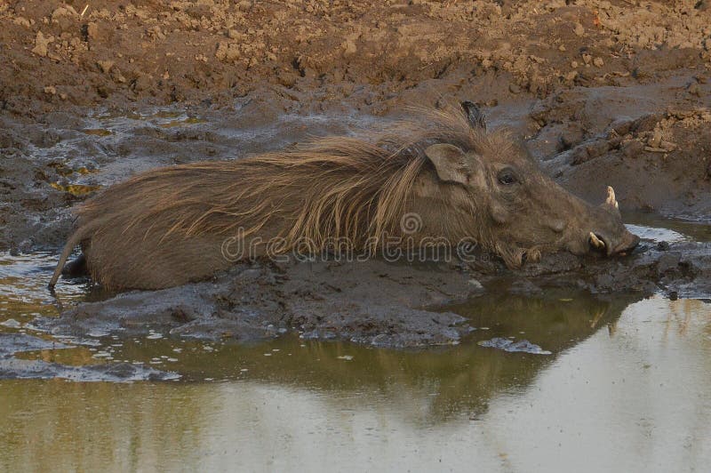 Facoquero (africanus Del Phacochoerus) Imagen de archivo - Imagen de ...