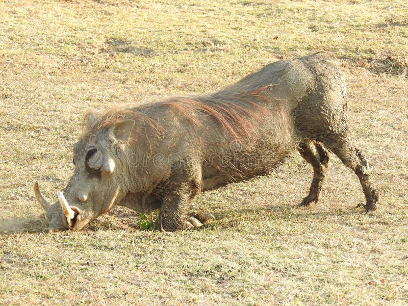 Facoquero Africano Que Se Arrodilla Abajo Para Comer Imagen de archivo ...