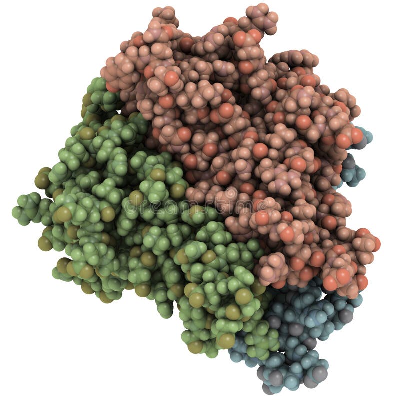 Factor De Necrosis De Tumor (TNF, Cachexin, Cachectin) Imagen de ...