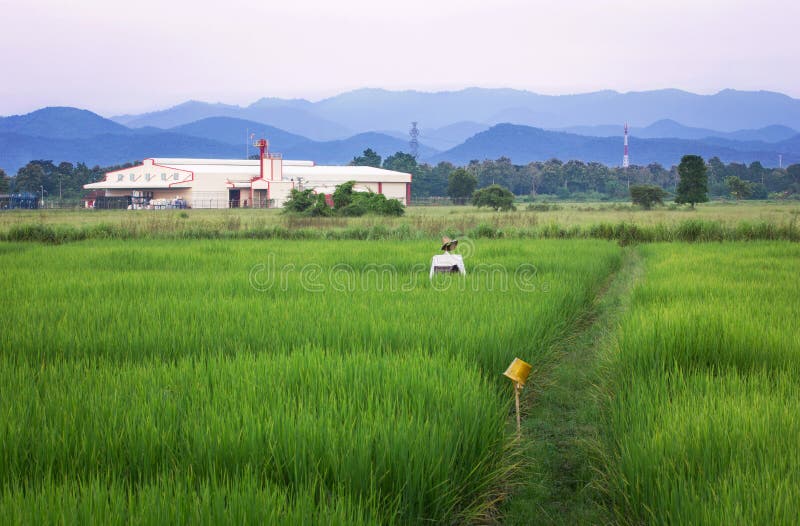 Factory Agriculture with Rural Area Rice Fields Stock Image - Image of ...