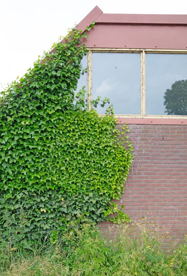 Factory Building with Ivy Growing Up Stock Image - Image of ...