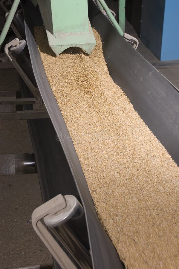 Heap of wheat grains stock photo. Image of harvester - 12128102