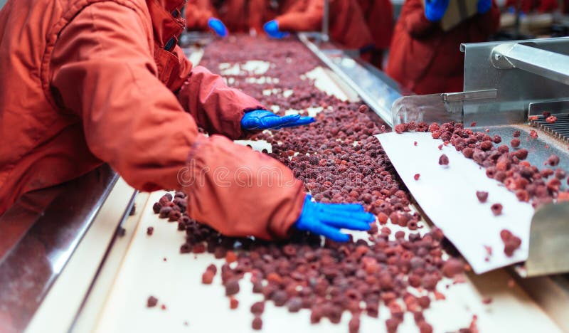 Frozen Food Factory Interiors Stock Photo - Image of tough, selection ...