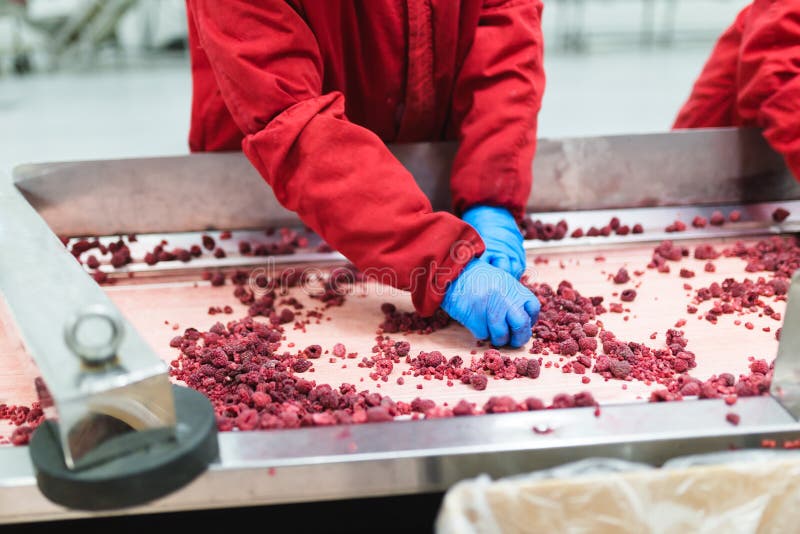 Frozen Food Factory Interiors Stock Image - Image of work, raspberries ...
