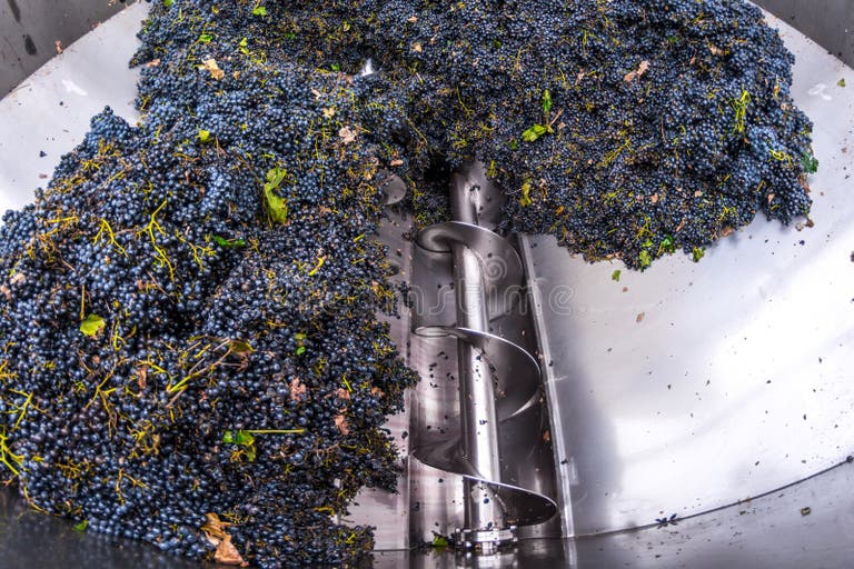 Factory Processing of Grapes Stock Image - Image of fruit, industry ...