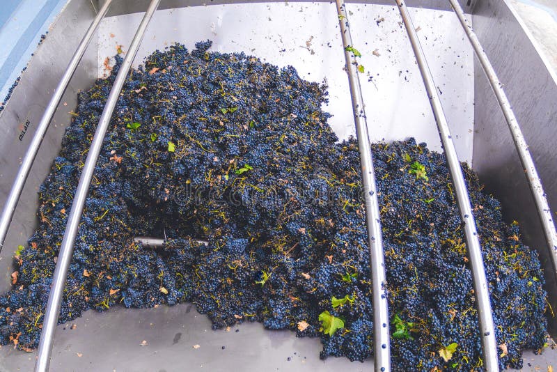 Factory Processing of Grapes Stock Image - Image of grape, liquid ...