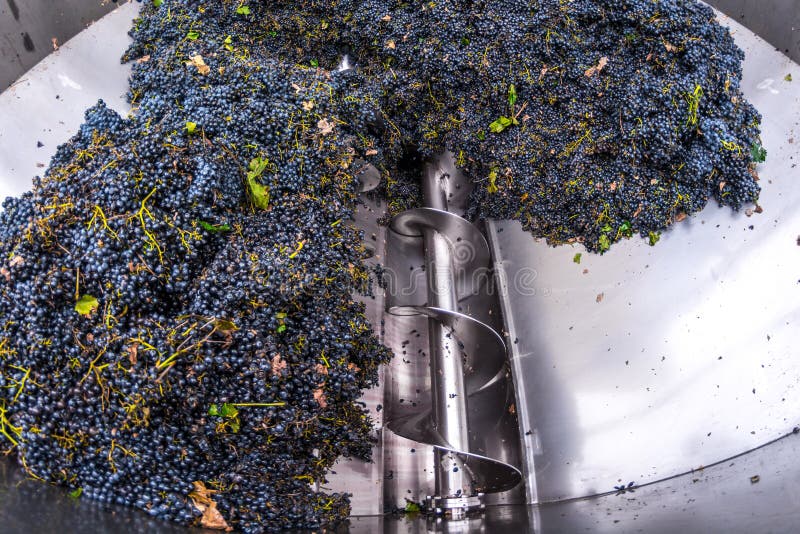 Factory Processing of Grapes Stock Photo - Image of harvest, processing ...