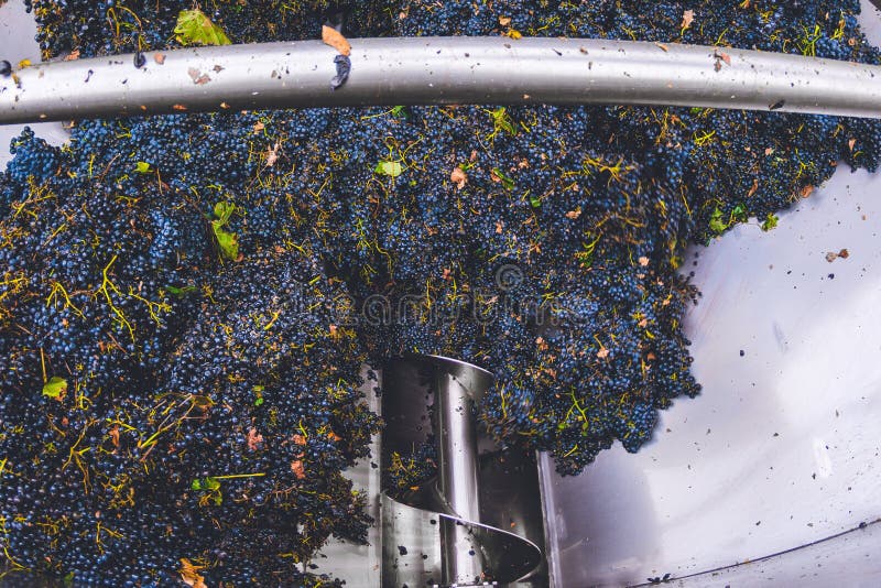 Factory Processing of Grapes Stock Photo - Image of juice, viticulture ...