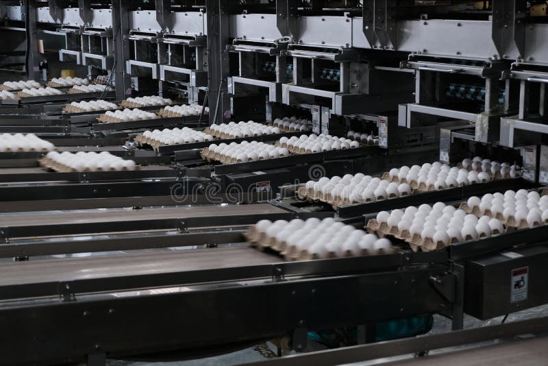 Modern Food Assembly Line