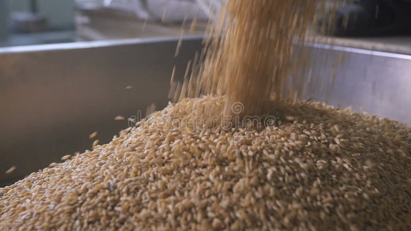 At the Factory for Sorting and Packaging of Cereals and Grains. Worker ...