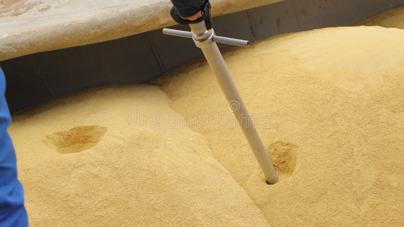 Factory Worker Inserting Grain Sampler into Pile of Grains Stock ...