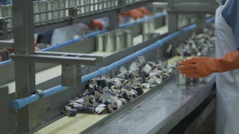Factory Workers Sorting and Placing Fish into Metal Cans on a ...