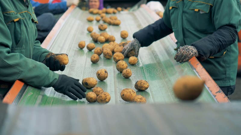 Factory Workers are Sorting Potatoes on the Transporter Belt. Fresh ...