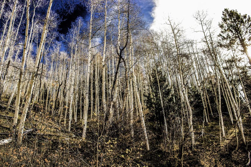 Fade Forest stock photo. Image of wilderness, winter - 118726956