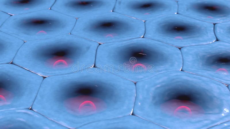Fade Over a Cell Pattern of Hexagonal Cells with Red Nuclei Stock Video ...