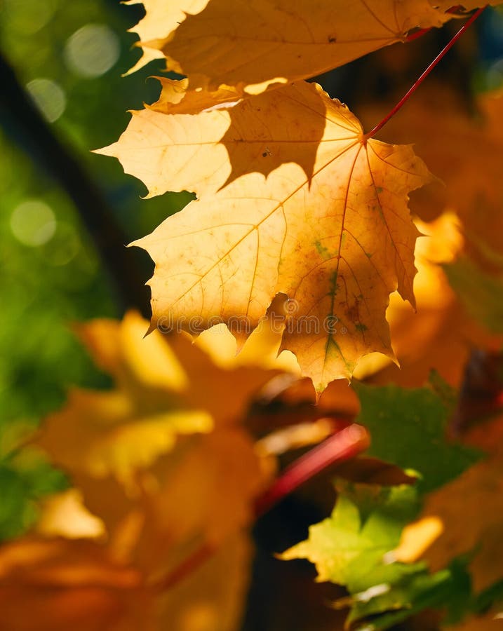Faded Autumn Leaves of Maple Tree in Direct Sunlight in Fall Stock ...