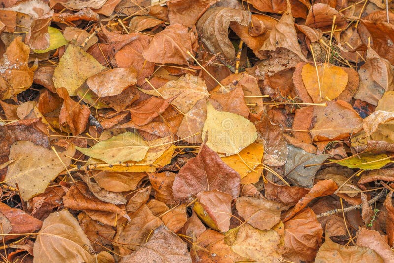 Faded autumn leaves. stock photo. Image of melancholy - 80960442