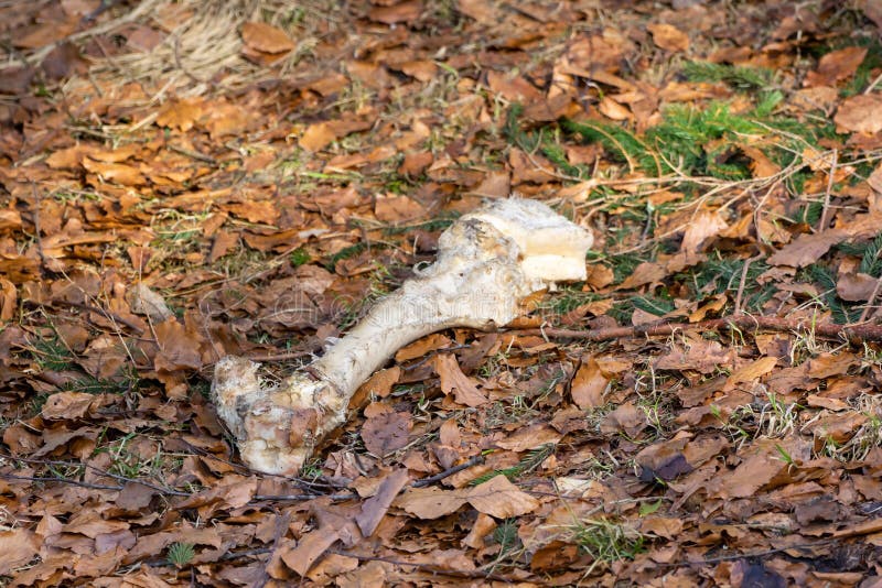 Faded Bone Lies in the Fall Foliage Stock Image - Image of closeup ...