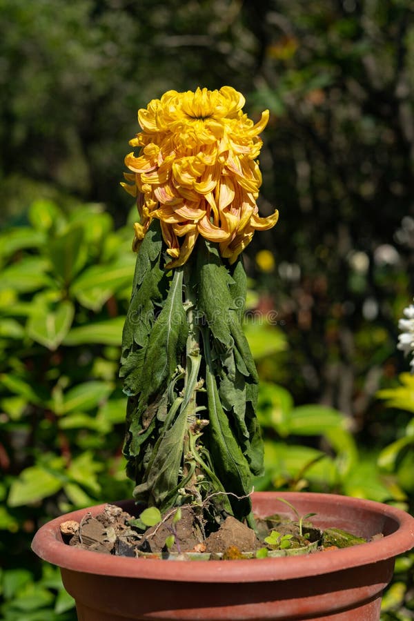 Faded Chrysanthemum Flower Core with Several Petals in the Outdoor at ...