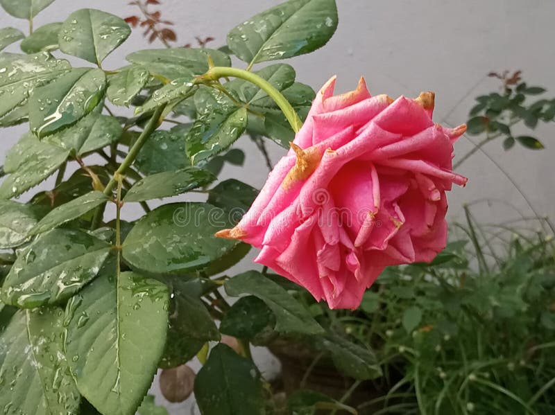 Faded Cute Pink Rose Flower in Garden Stock Photo - Image of pimk ...