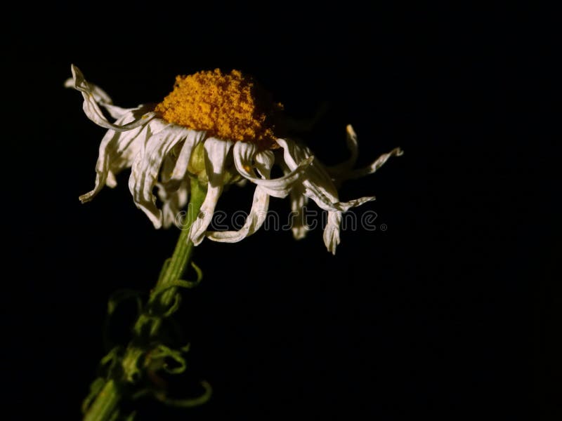 Little Fading Daisy Stock Photos - Free & Royalty-Free Stock Photos ...