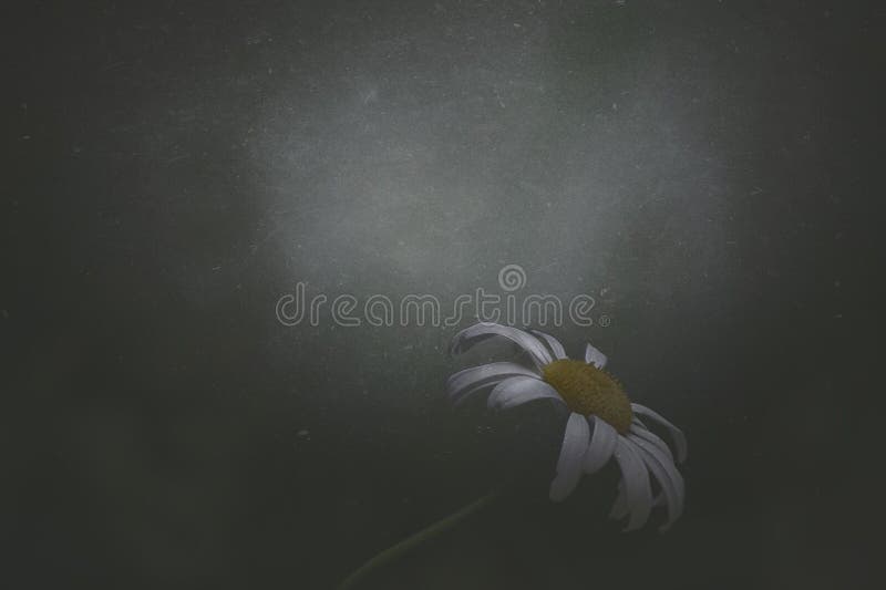 Faded daisy stock image. Image of transience, nature - 36840263