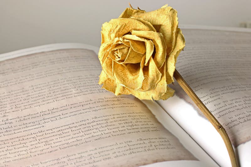 Faded Dead Rose on an Open Book Stock Photo - Image of dried, flower ...