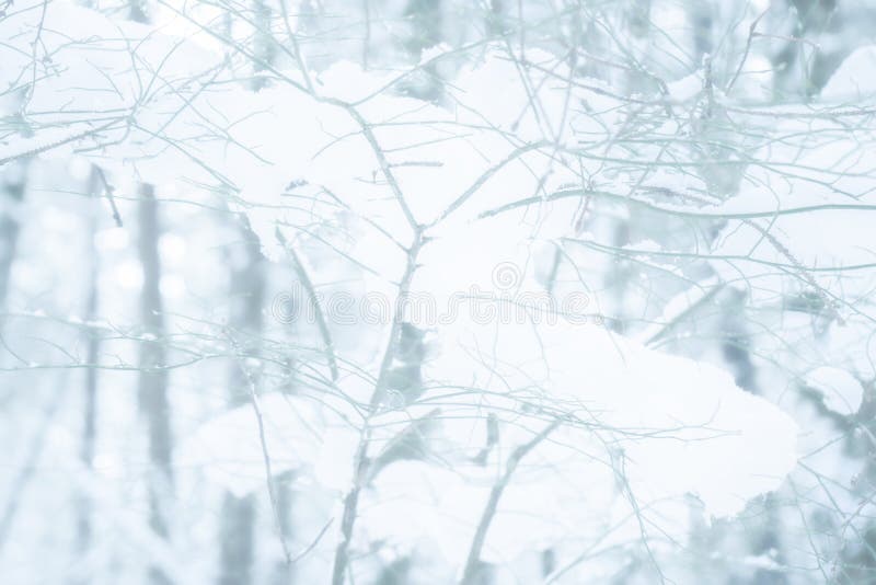 Faded, De-saturated & Muted Background of a Branch Tree Covered in Snow ...