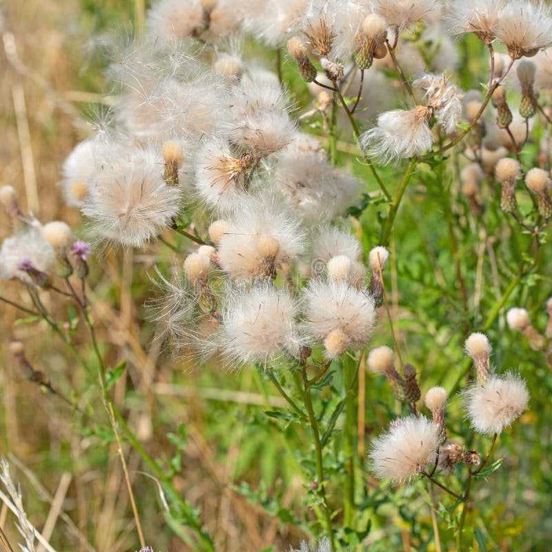 Faded Field Thistle, Cirsium Arvense Stock Image - Image of seeds ...