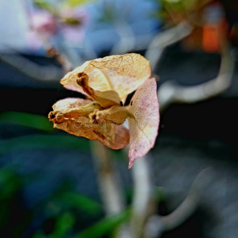 Faded Flower stock image. Image of close, dried, water - 225079135