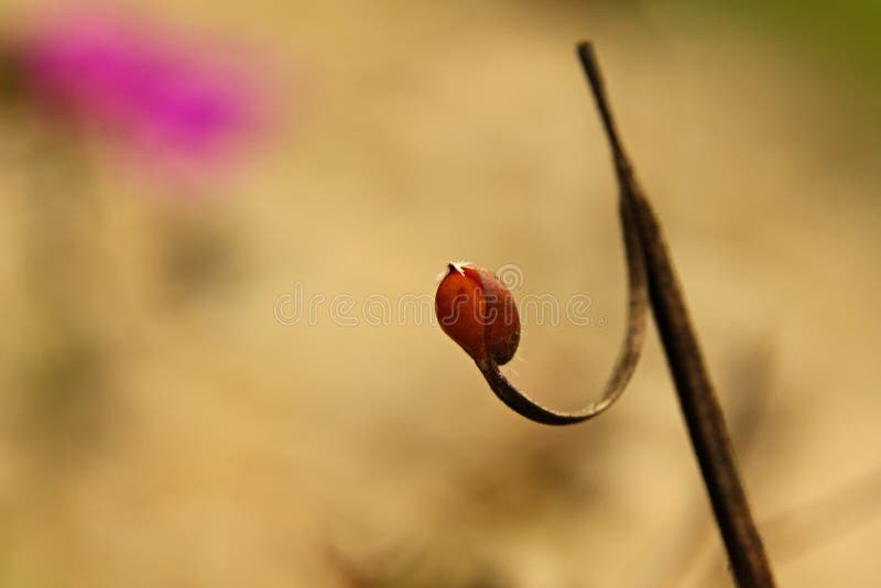 Faded flower stock photo. Image of structure, field, brown - 46462672