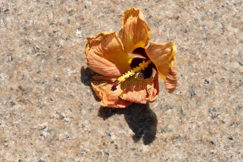 A Faded Flower on the Ground Stock Photo - Image of fade, life: 203748660